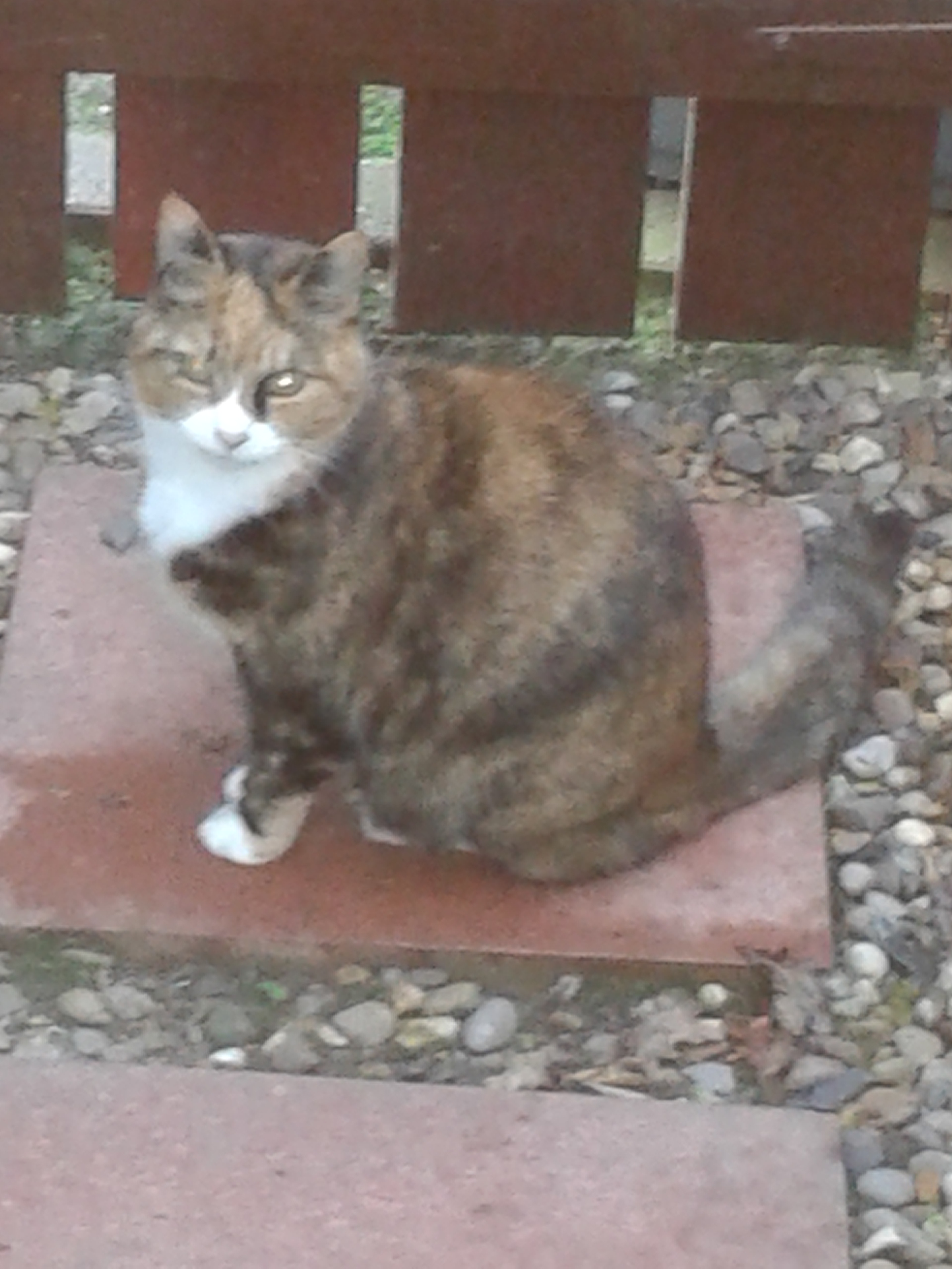 Pet Portrait Reference Photo – Rollo photo – Jill Michelle Art